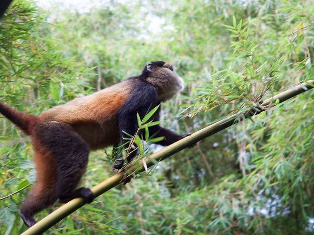 Golden Monkey Trekking Rwanda - Volcanoes National Park