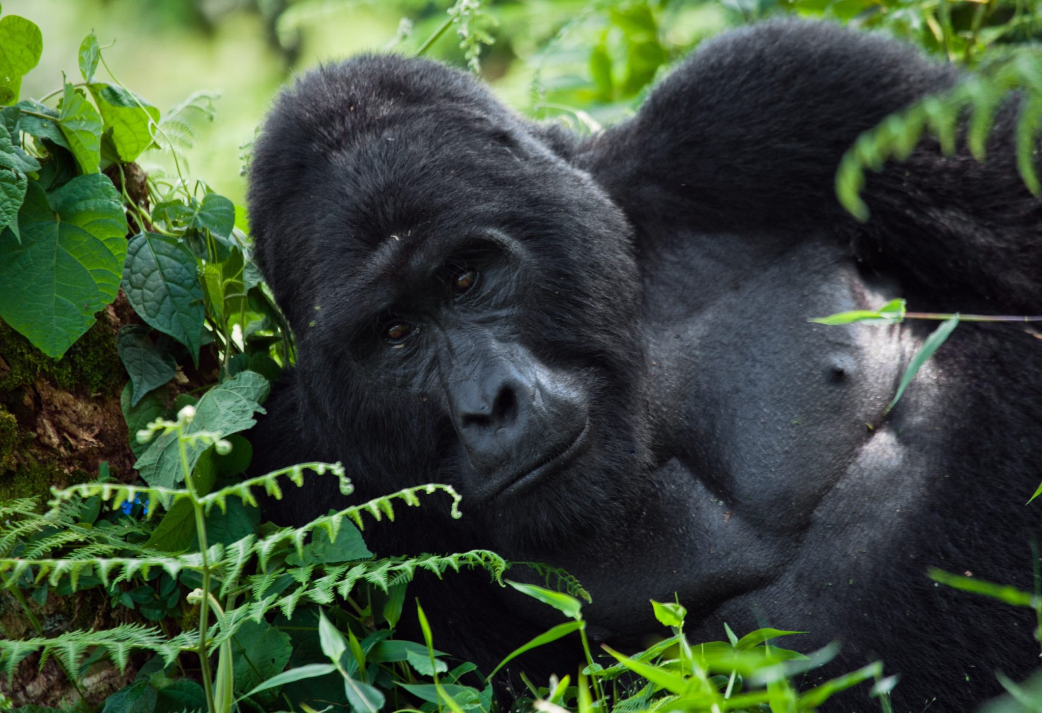 Understanding Silverback Gorillas: Behavior, Habitat, and Conservation